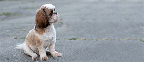 마리 아름다운 국내 순종 Shih Tzu 개가 길에 앉아서 옆을 바라 봅니다 가축에 대한 스톡 사진 및 기타 이미지 가축