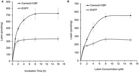 The Absorption Rate Of Lutein Associated With Time Of Incubation And