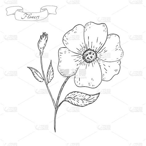 古董花素描花的背景手绘卡片矢量插图