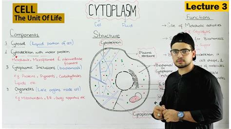 Cytoplasm Structure