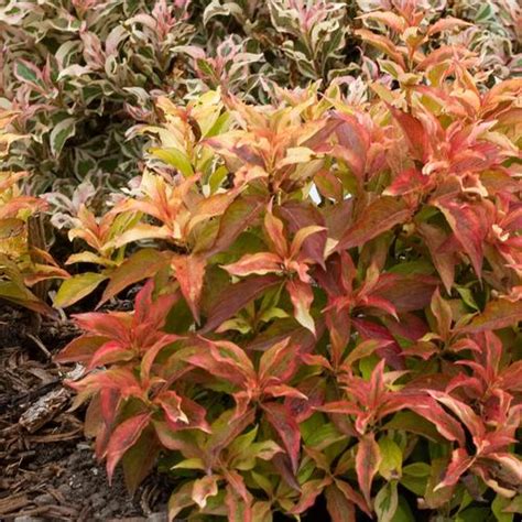 My Monet® Sunset Weigela Florida Proven Winners