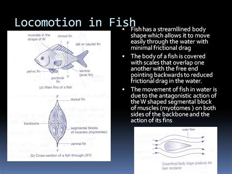 Biology Support And Locomotion