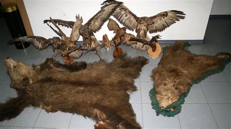 Изгарят 50 препарирани животни от защитени видове Новини бг