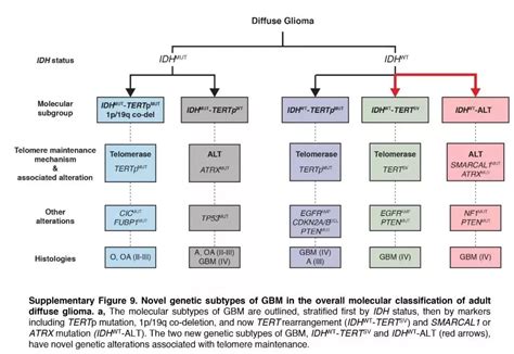 基因时间丨nature子刊重磅发布，泛生子阎海教授团队领衔完成胶质母细胞瘤基因图谱绘制 脑医汇