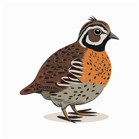Premium Vector Vector Cute Quail Cartoon Style