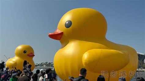黃色小鴨首日破30萬人搶看 輕軌靠「這撇步」提高效率疏運