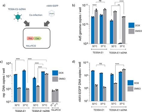 Temperature Sensitive Dna Polymerase Mutant Tessa E1 Tsdna Enables Download Scientific Diagram