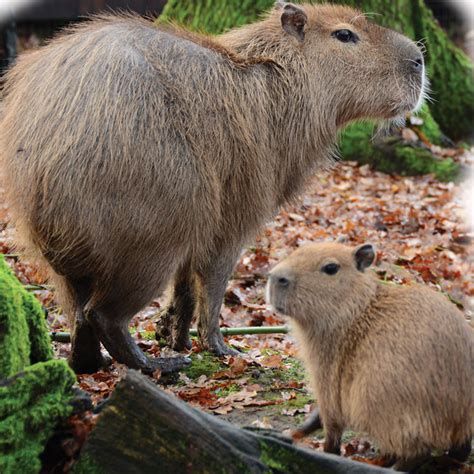 Capibara Hydrochoerus Hydrochaeris Parco Faunistico La Torbiera
