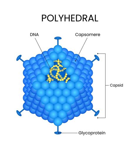 Diagram Of Polyhedral Virus Structure Premium Vector