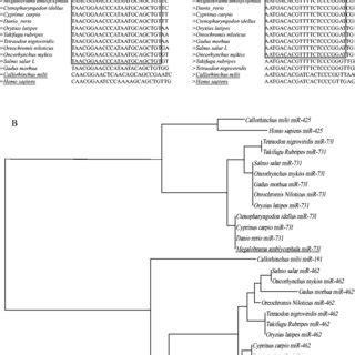 Multiple Sequence Alignment A And Phylogenetic Analysis B Of