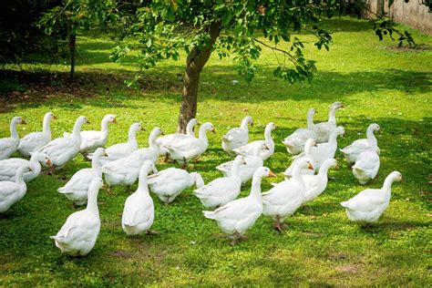 Ganadería Ecológica Sostenibilidad Y Calidad Gadisteco