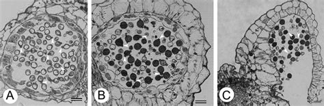 Light Micrographs Of Semi Thin Sections A Cross Section Of An