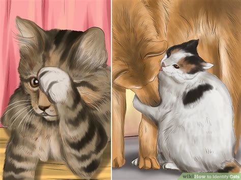 How To Identify Cats 11 Steps With Pictures WikiHow