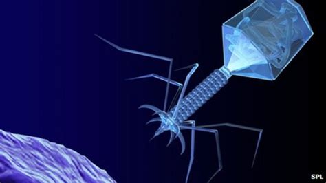 Phages May Be Key In Bacteria Battle Bbc News