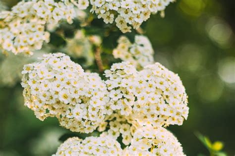 Spirea Varieties 13 Common And Rare Types Of Spirea The Home Tome