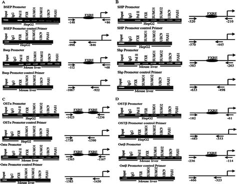 SUMOylation Of The Farnesoid X Receptor FXR Regulates The Expression Of FXR Target Genes PMC
