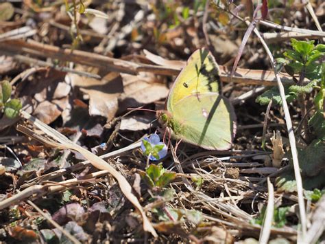 モンキチョウ 南大沢昆虫便り