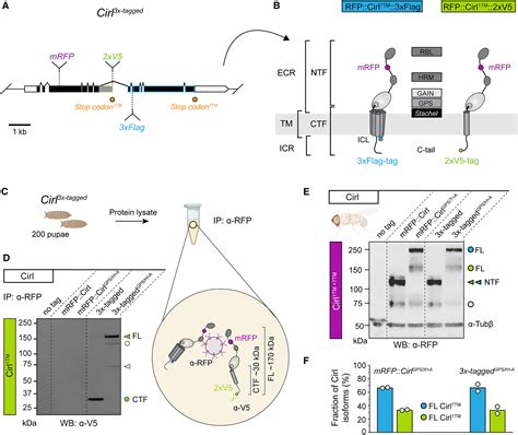 Intron Retention Of An Adhesion Gpcr Generates 1tm Isoforms Required