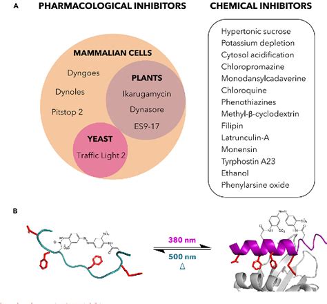 Figure 1 From Light Dependent Inhibition Of Clathrin Mediated Endocytosis In Yeast Unveils