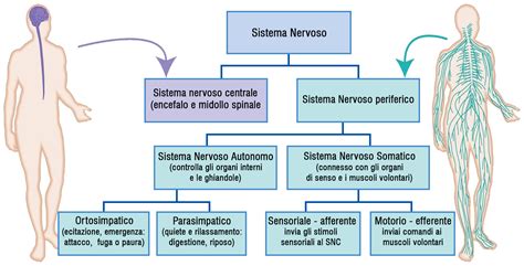 Sistema Nervoso Periférico Somático FDPLEARN