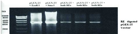 Effect Of Double Digestion Of Pgex 2t Vector Using Ecor I And Sma I Res