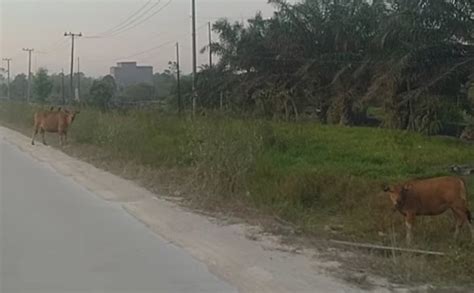 Terkadang Sapi Yang Tabrak Kendaraan Di Km 06 Pangkalan Bun Kolam