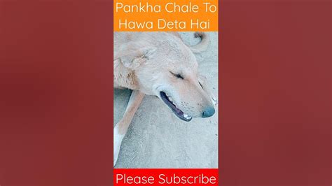 Pankha Chale To Hawa Deta Hai 😂 Shorts Youtubeshorts Shortvideos
