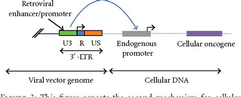 Figure 3 From Development Of Safer Gene Delivery Systems To Minimize