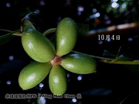 726 香港鷹爪花
