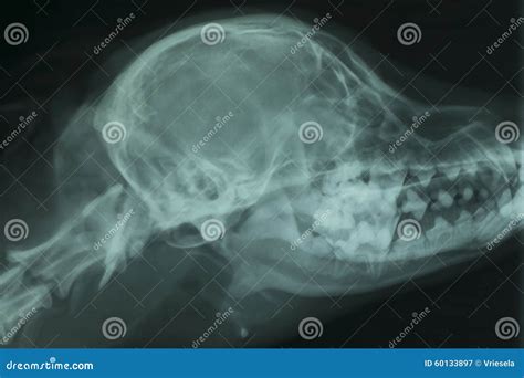 狗的头骨的x 射线 库存图片 图片 包括有 辐射 影片 题头 诊断 健康 概要 图象 考试 60133897