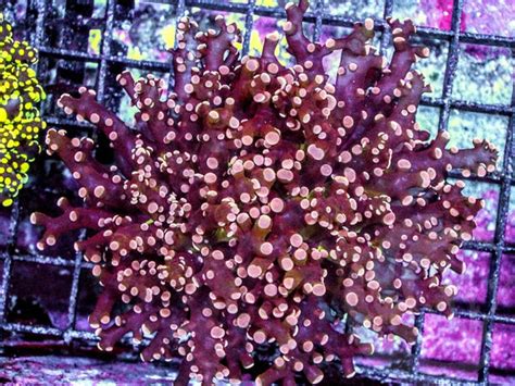 Red Branching Frogspawn Pacific East Aquaculture