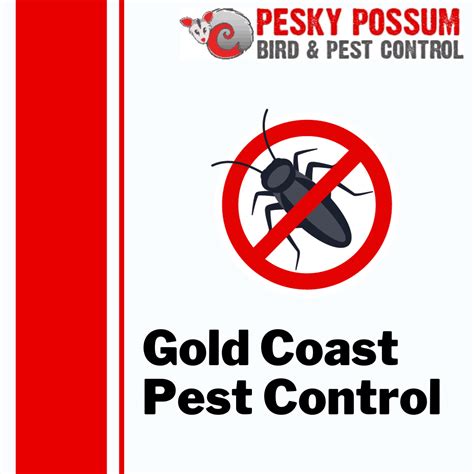 Brisbane Pest Control Pesky Possum Bird Pest Control