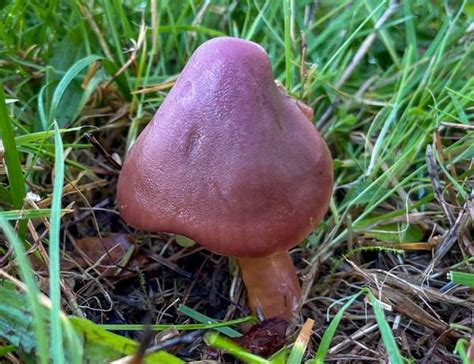 Gliophorus Reginae Jubilee Waxcap Identification