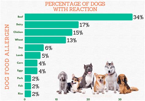 Dog Food Allergies Symptoms And Treatment