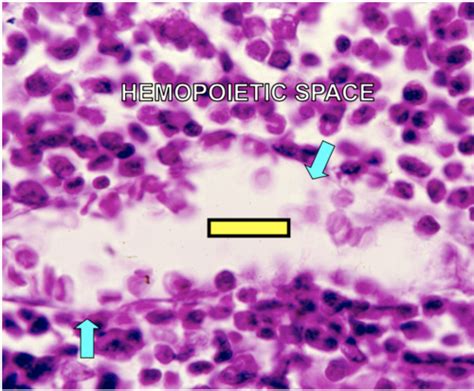 Hemopoiesis Lecture Flashcards Quizlet