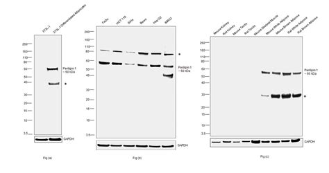 Perilipin 1 Antibody Pa5 55046