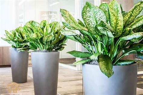 5 روش تکثیر آگلونما آموزش روش قلمه زدن آگلونما