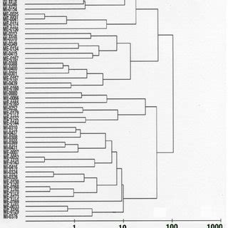 Dendrogram Produced Using Wards Minimum Variance Cluster Analysis