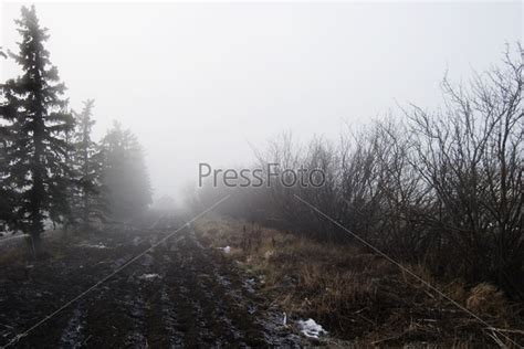Фотография на тему Деревья в тумане Pressfoto