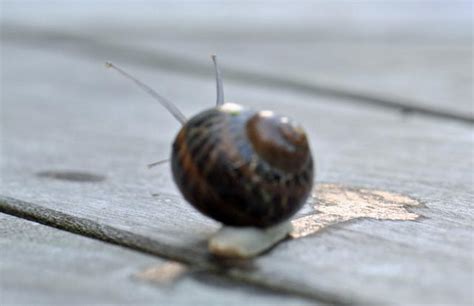 A Snails Pace