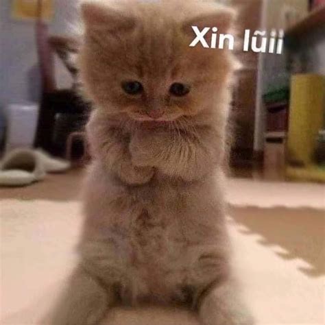 Meme Xin Lỗi Hài Hước Tổng Hợp Meme Mèo Gấu Trúc Xin Lỗi Cực Dễ Thương Coolmate