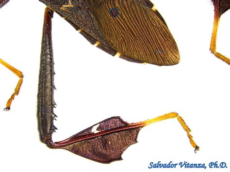 Hemiptera Heteroptera Leptoglossus Zonatus Leaffooted Bugs Male B Urban Programs El Paso