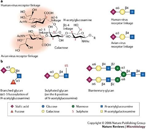 Glycan Microarray Technologies Tools To Survey Host Specificity Of Influenza Viruses Pmc