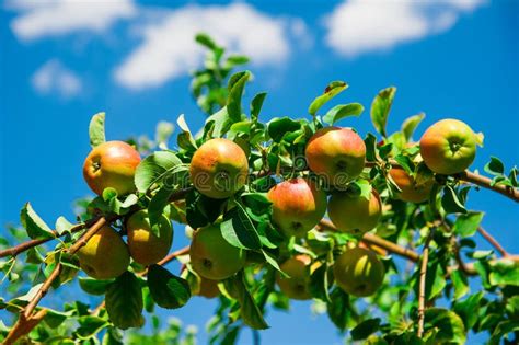 Las Manzanas Crecen En Una Rama Entre El Follaje Verde Foto De Archivo
