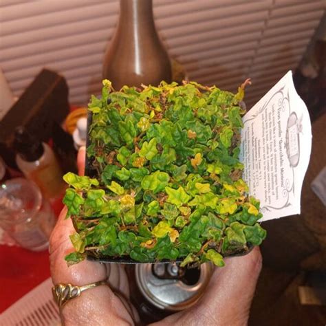 Mini Oakleaf Creeping Fig Ficus Quercifolia Terrarium Plant Etsy