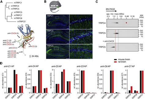 Subunit Composition Molecular Environment And Activation Of Native TRPC Channels Encoded By