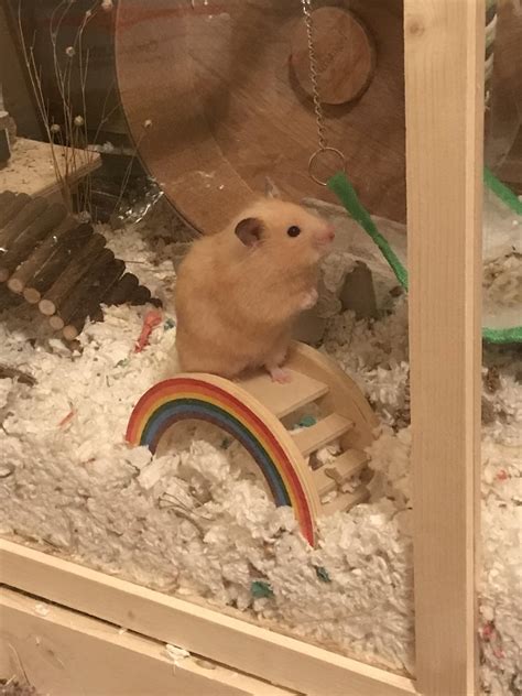 Some Glamour Shots Of Miss Aiko On Her Bridge Rhamsters