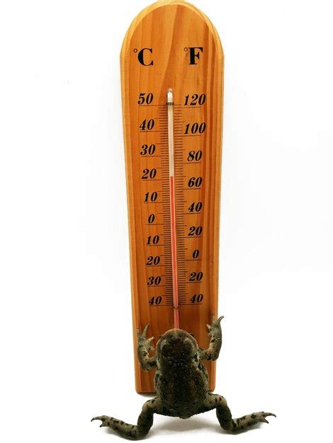 Premium Photo Close Up Of Frog And Thermometer On White Background