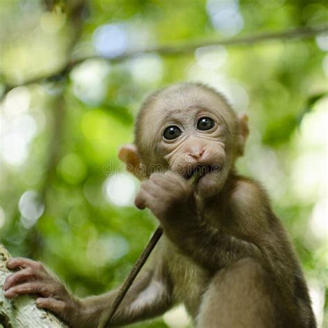 Close Up Portrait Of Assamese Macaque Monkeyin The Wild In Thailand