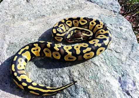 Pastel Ball Python Morph Info Pictures Appearance And Care Guide The